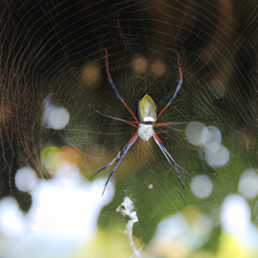Is a Writing Spider Poisonous? Debunking the Myth and Exploring the ...