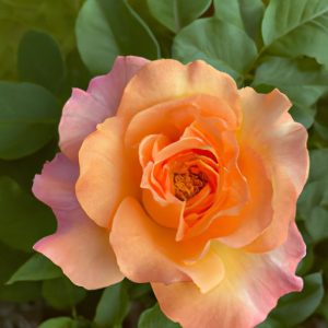 Is Molly Qerim Rose on Vacation? Exploring the Benefits of Taking a ...