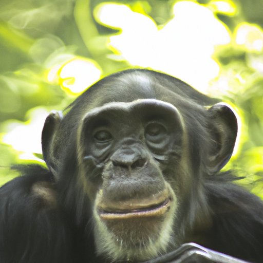 Exploring Jane Goodall’s Pioneering Work in Primatology - The ...