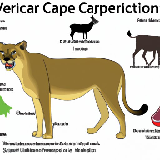 What is a Carnivore in Science? Exploring the Different Types, Anatomy ...