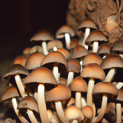 What is a Mushroom Trip Like? An Exploration of the Physiological and ...
