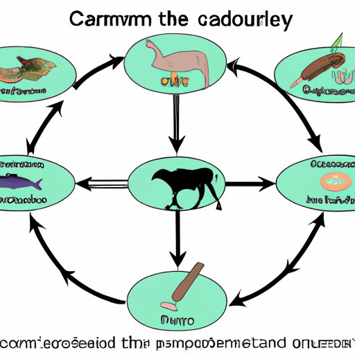 What is a Secondary Consumer in Science? - The Enlightened Mindset