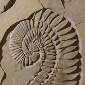 What is Fossils in Science? Exploring the Ancient World Through Fossil ...