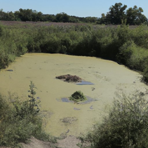 Where Was the Movie Frogs Filmed? Exploring the Locations, History and ...