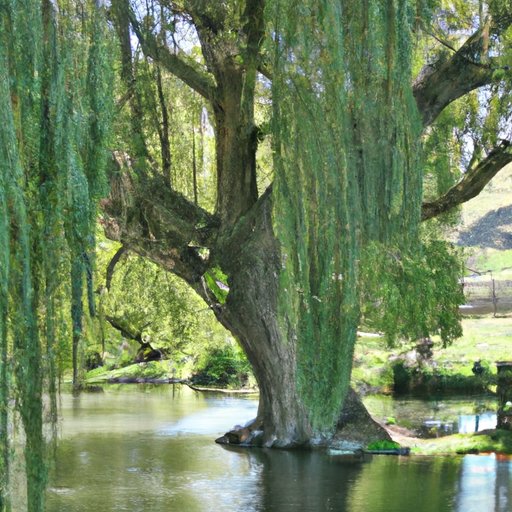 Exploring the Filming Locations of the Movie Willow - The Enlightened ...