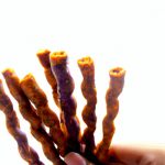 Exploring the Invention of Takis: The Story Behind the Popular Snack ...