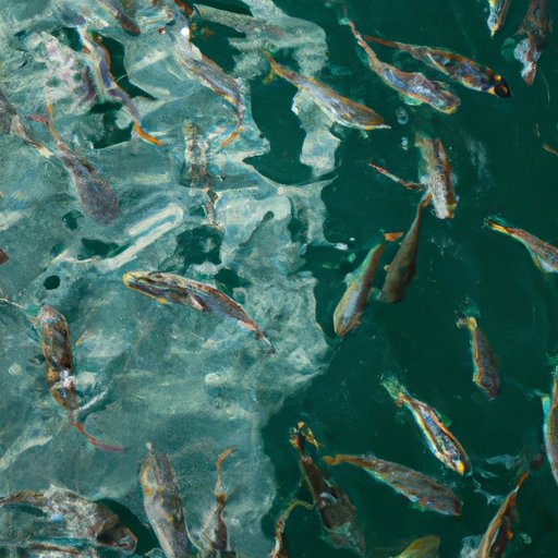 Exploring Why Fish Travel in Schools: Examining the Benefits of ...
