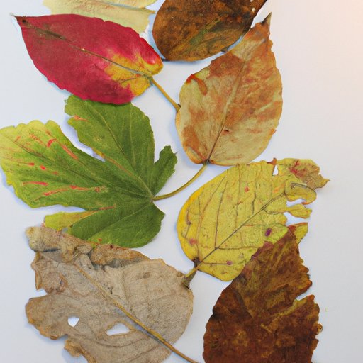Exploring Why Leaves Change Color in the Fall: A Science Project - The ...