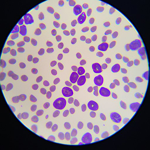Exploring How Bone Marrow Makes Blood A Step by Step Guide The Exploring How Bone Marrow Makes Blood A Step by Step Guide The