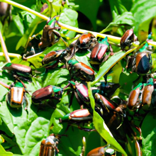 How Far Do Carpet Beetles Travel at Marjorie Hiller blog