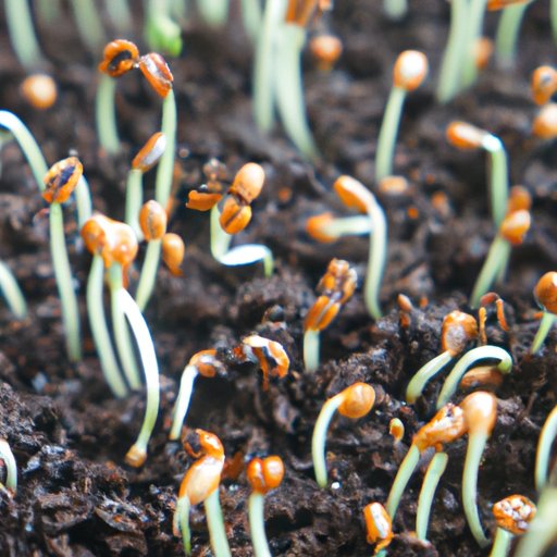 The Ultimate Guide to Starting Marigold Seeds for a Blooming Garden ...